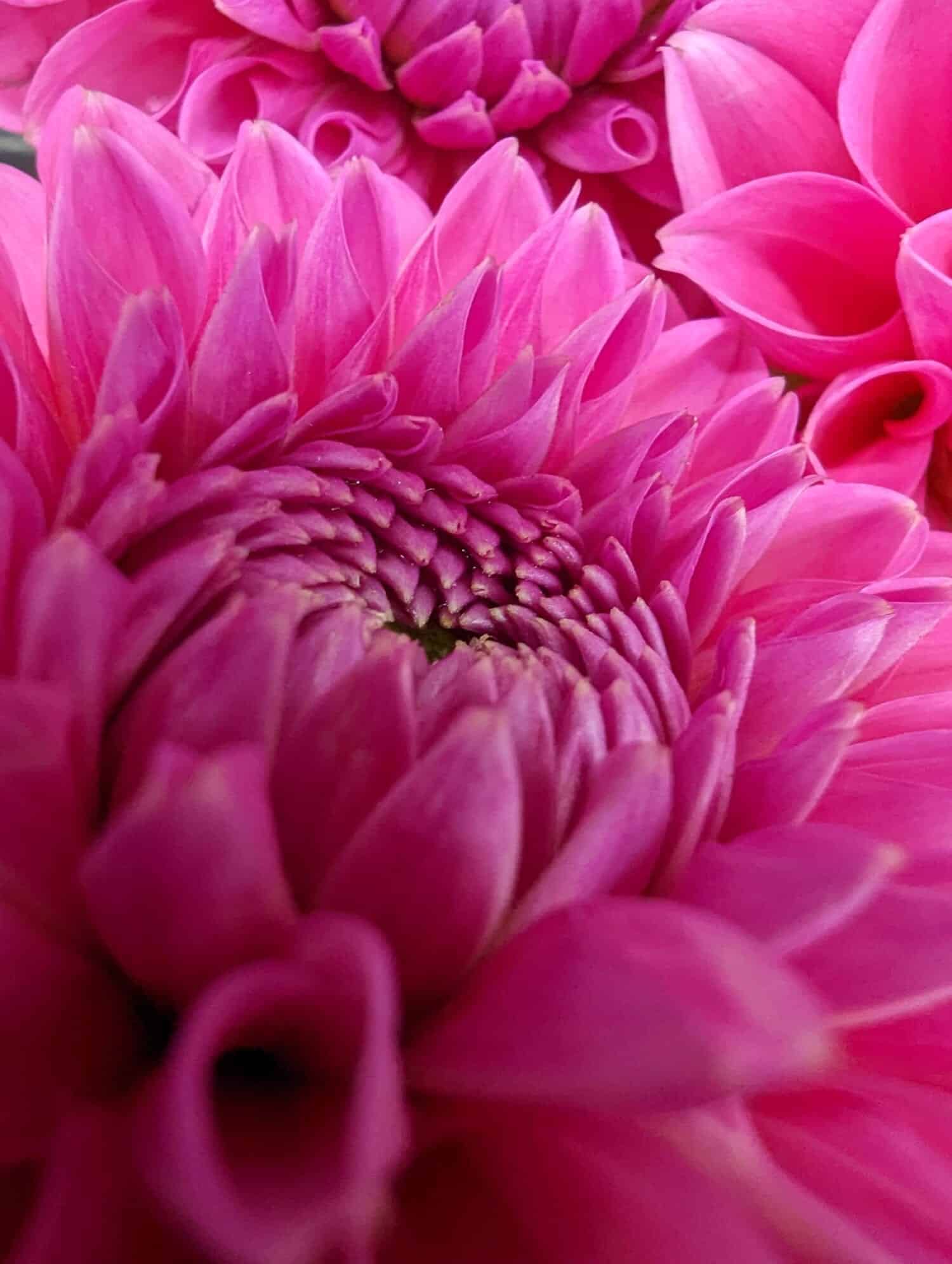 Pixel 7 Proの凄すぎる夜景撮影機能とマクロ撮影機能の作例紹介 | TEXAL