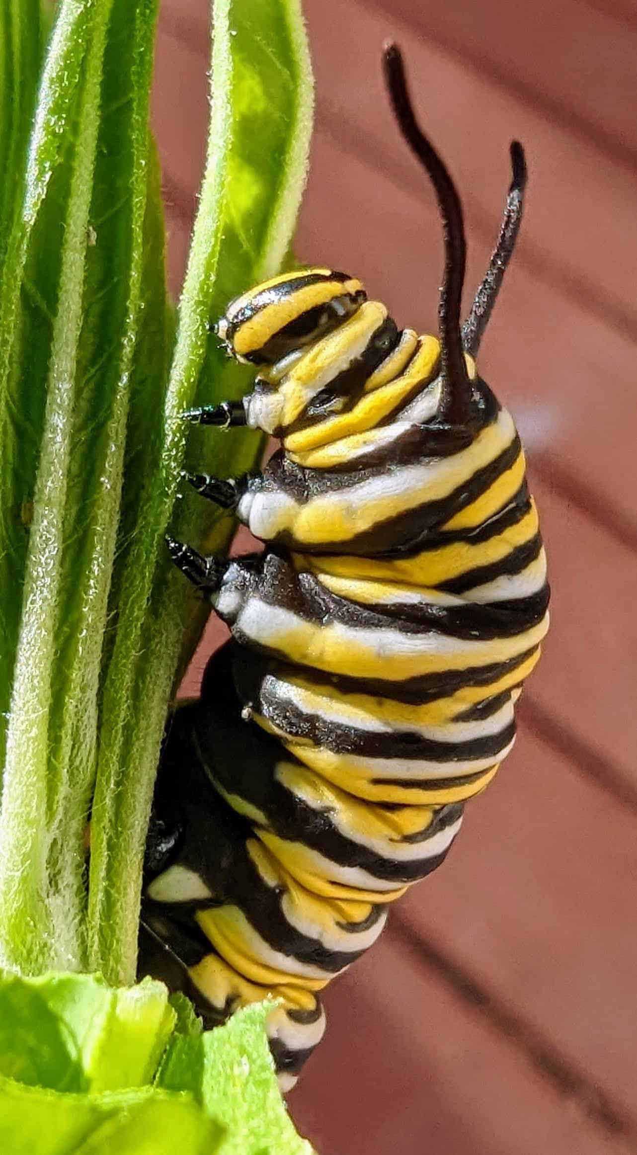Pixel 7 Proの凄すぎる夜景撮影機能とマクロ撮影機能の作例紹介 | TEXAL